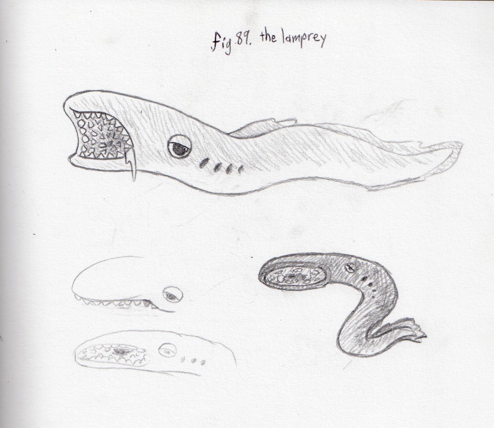 Jun Makes Stuff: #107 The Lamprey