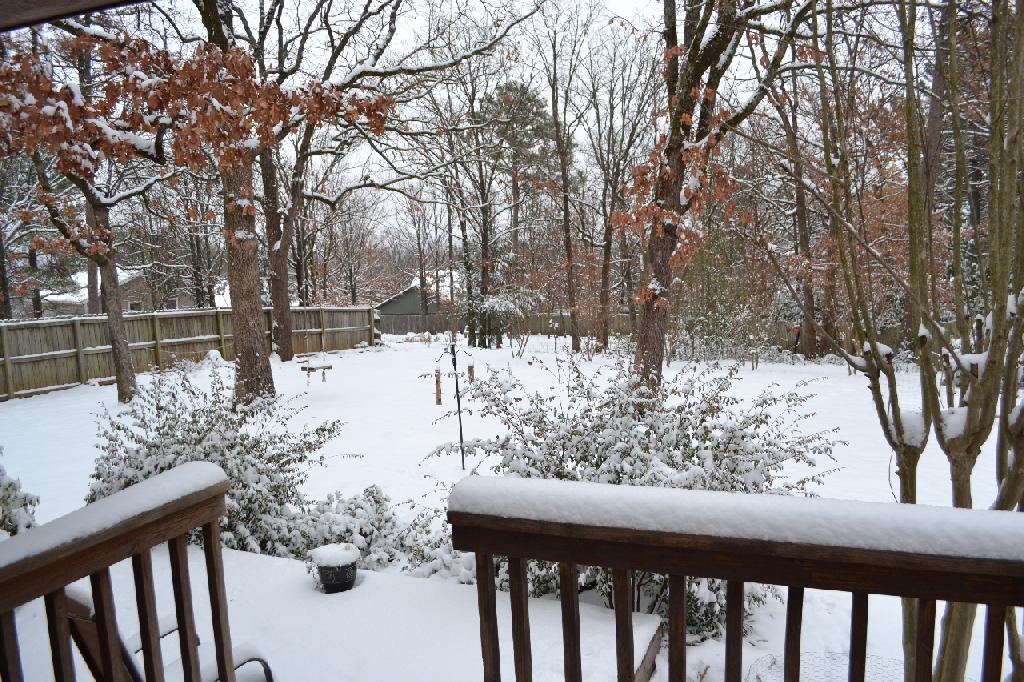 An Archivist's Miscellania: Photo catch-up - January snow storm