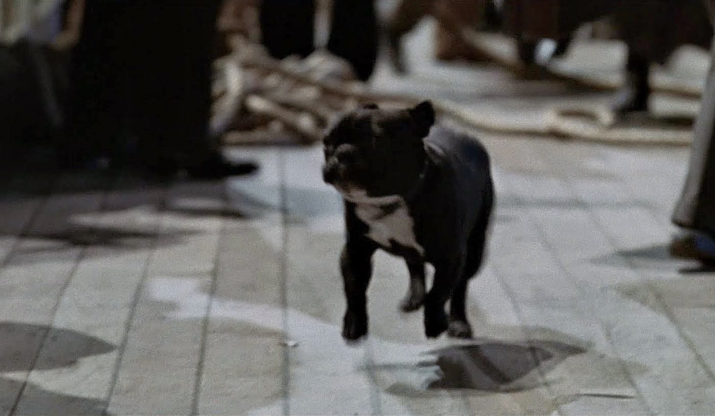 La verdadera historia del Titanic: Los Perros del Titanic