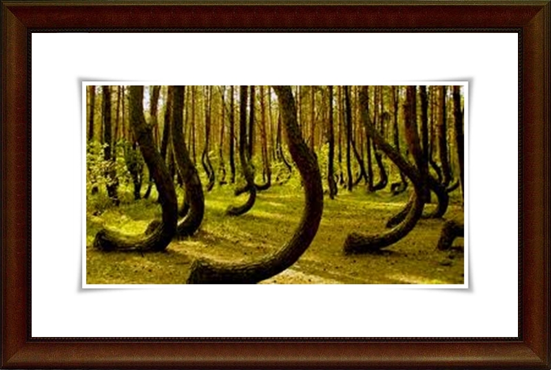 Historias y leyendas: Hoia-Baciu