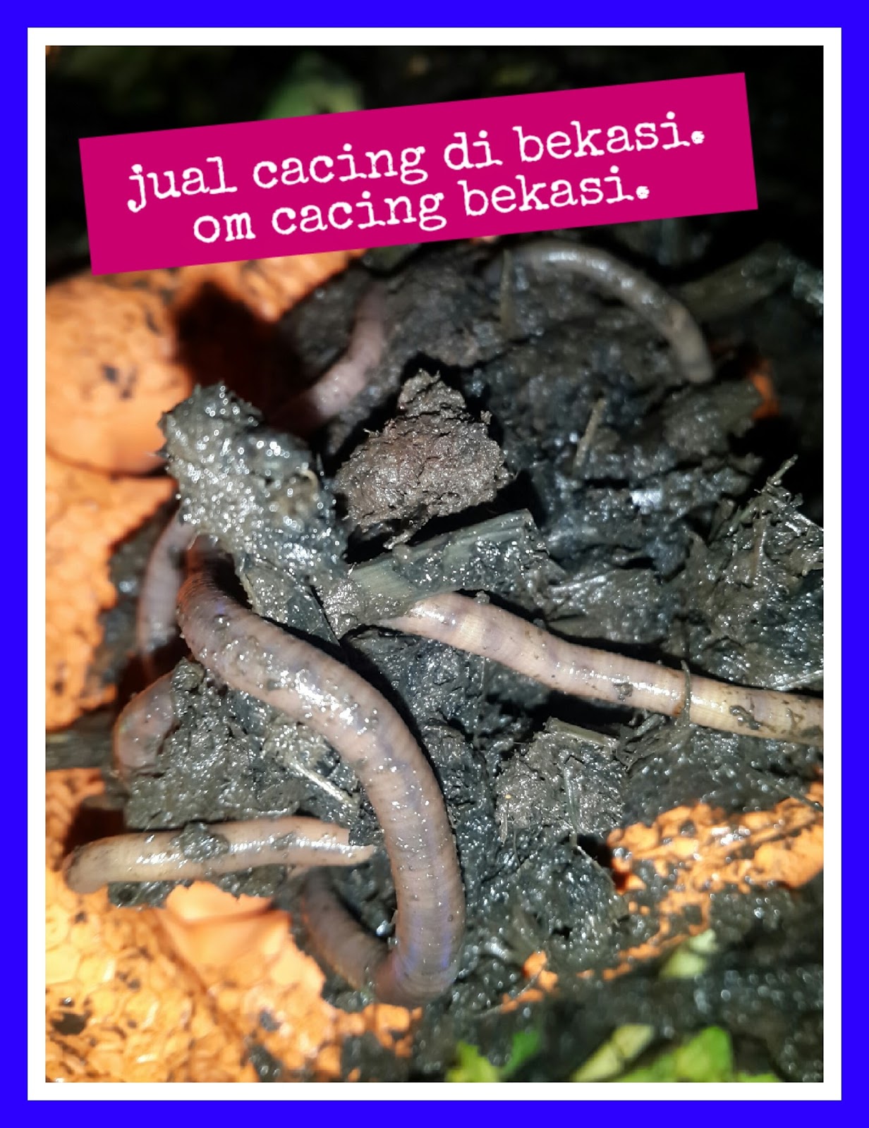 cacing tanah cacing merah cacing susu cacing kalung cacing tiger cacing ...