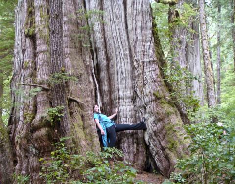 Vancouver Island Big Trees: Stanley Park's National Geographic Tree