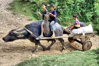 MY PHOTOGRAPHY: KALABAW