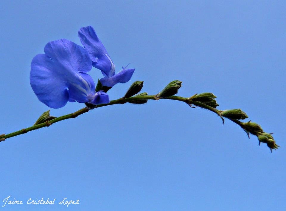 Jaime Ramos Méndez: Mundo natural en el Occidente de Michoacán - Flor ...