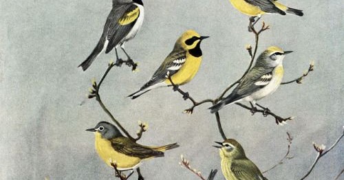 Seduced by the New...: Aviary Art