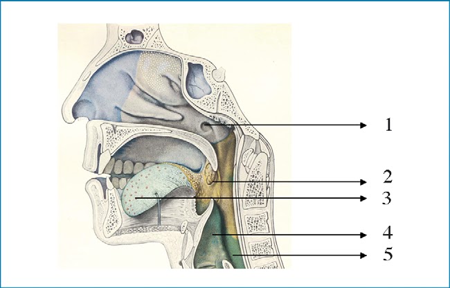docteur: Facteurs de risque des cancers de la cavité buccale, du ...