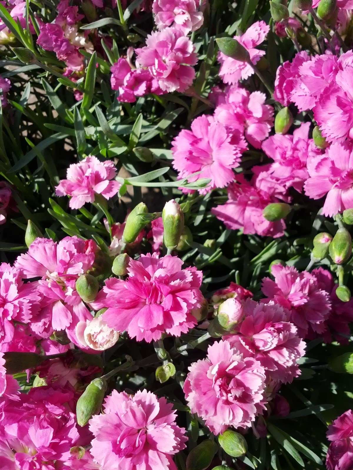 Lenas Trädgårdsrum: Perenn Nejlika