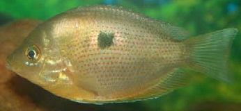 KERALA THE LAND OF RIVERS /FISHES WATERFALLS/ BEACH/ LAKE/ DAMS ...