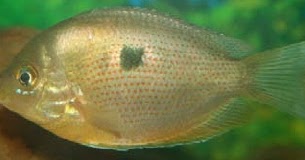 Natural Water Serene Treusues of Kerela: Pseudetroplus maculatus ...