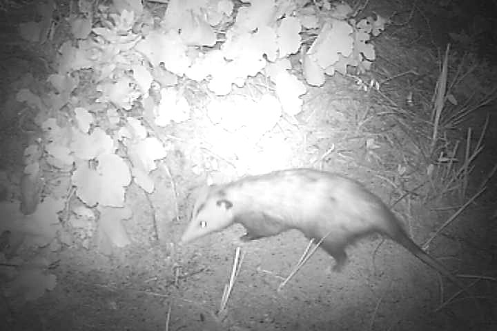 GTM Research Reserve: “Gopher” the Gold- The Story of a True Olympian