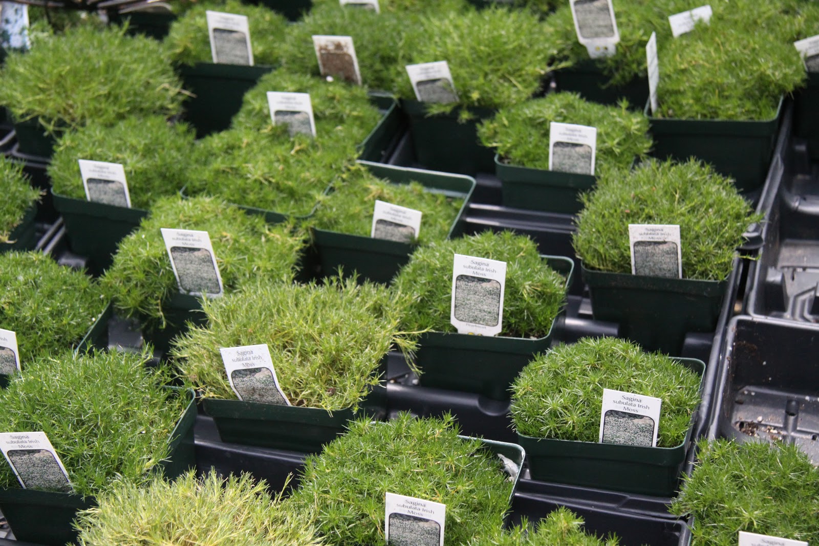 lisa gammel maas: in clover: a little piece of heaven