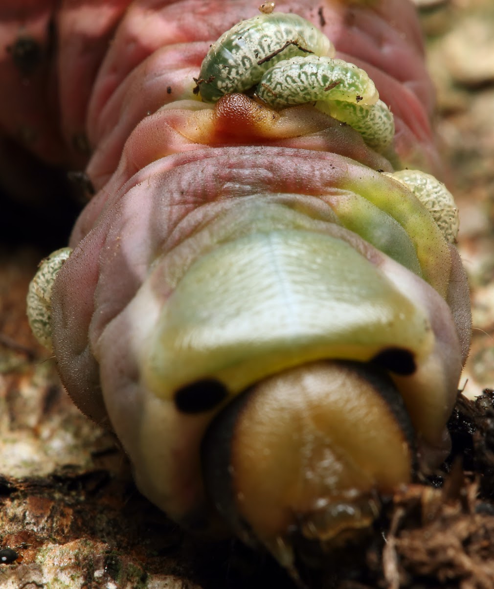 JJ's Photographic nature blog: "Nature can be cruel, but she balances ...