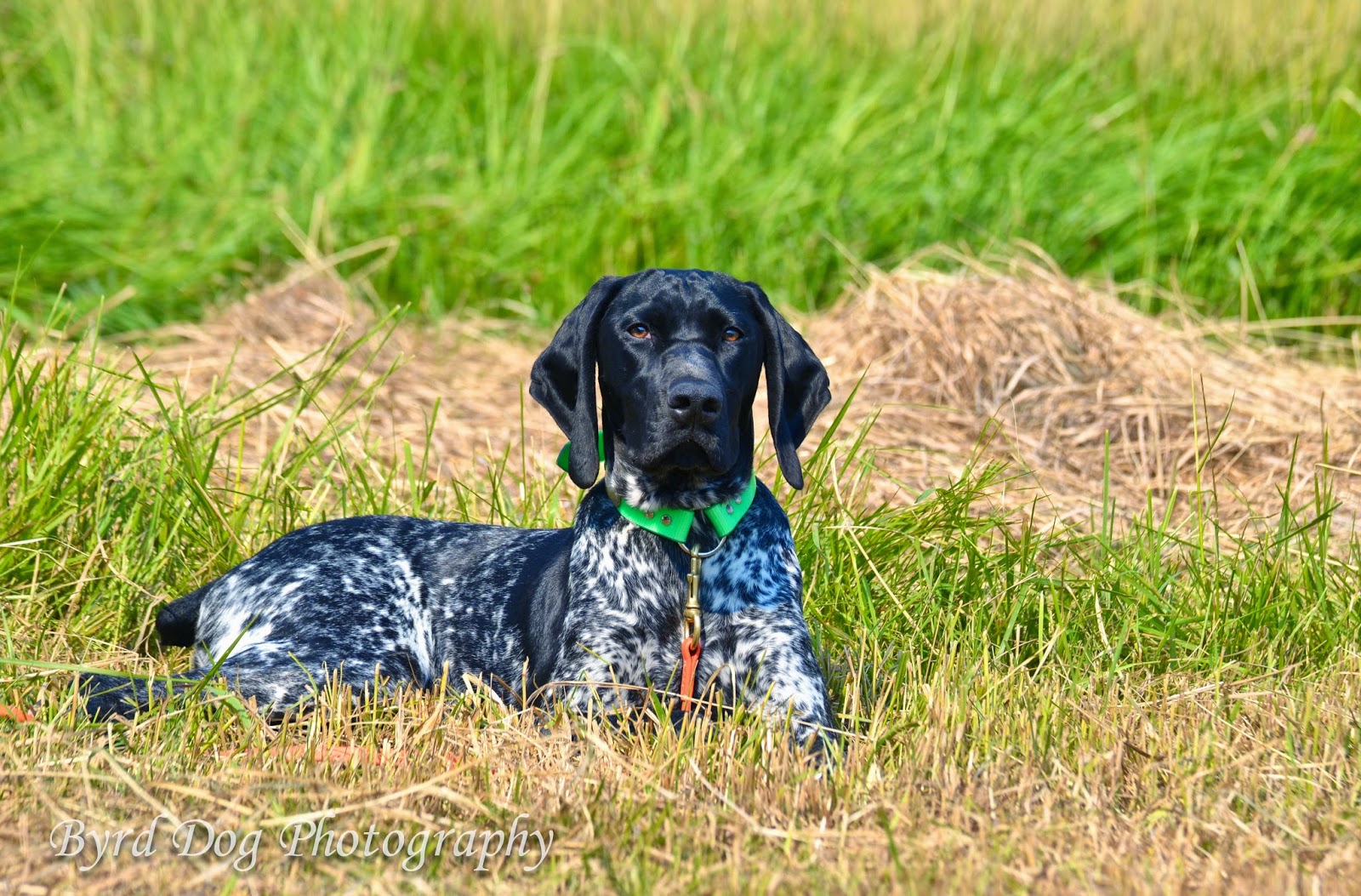 Adventures of a GSP Hunting Dog: A Tale of Two Sage's and a Dog Named Sprig