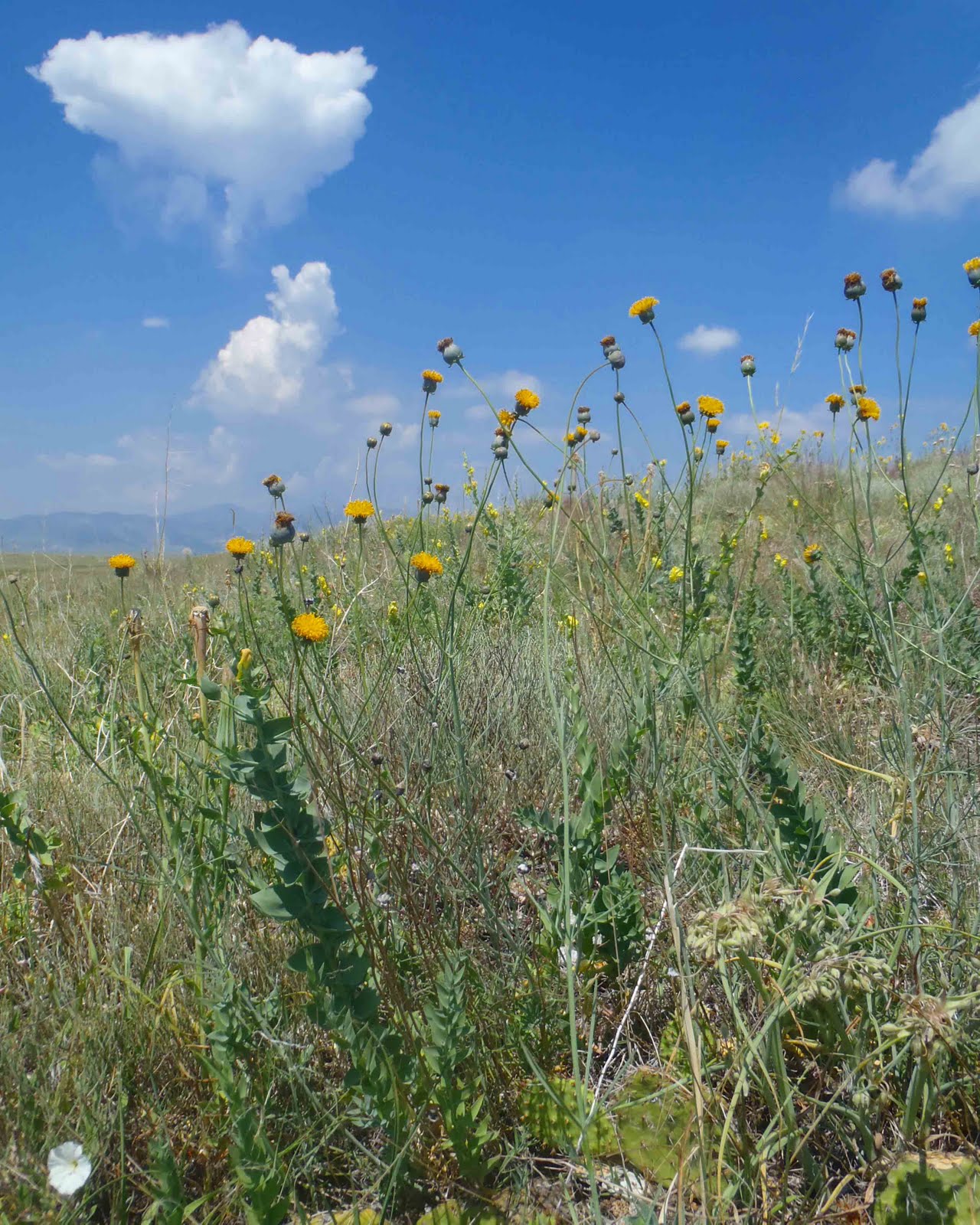 In Pursuit of Local Teas - Strawberry Leaf and Navajo Teas