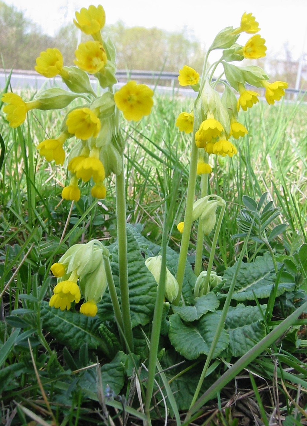 Jaglac (Primula officinalis L.) - Narodno liječenje biljem