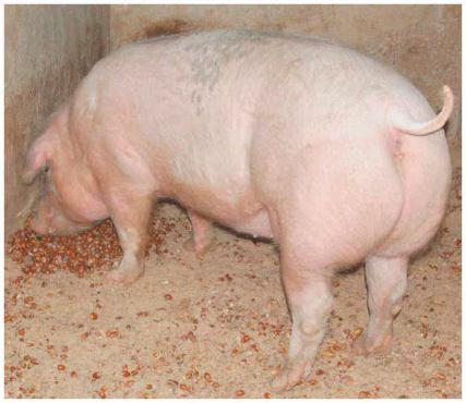 cucini...amo?: Il maiale: tra cucina e tradizione…