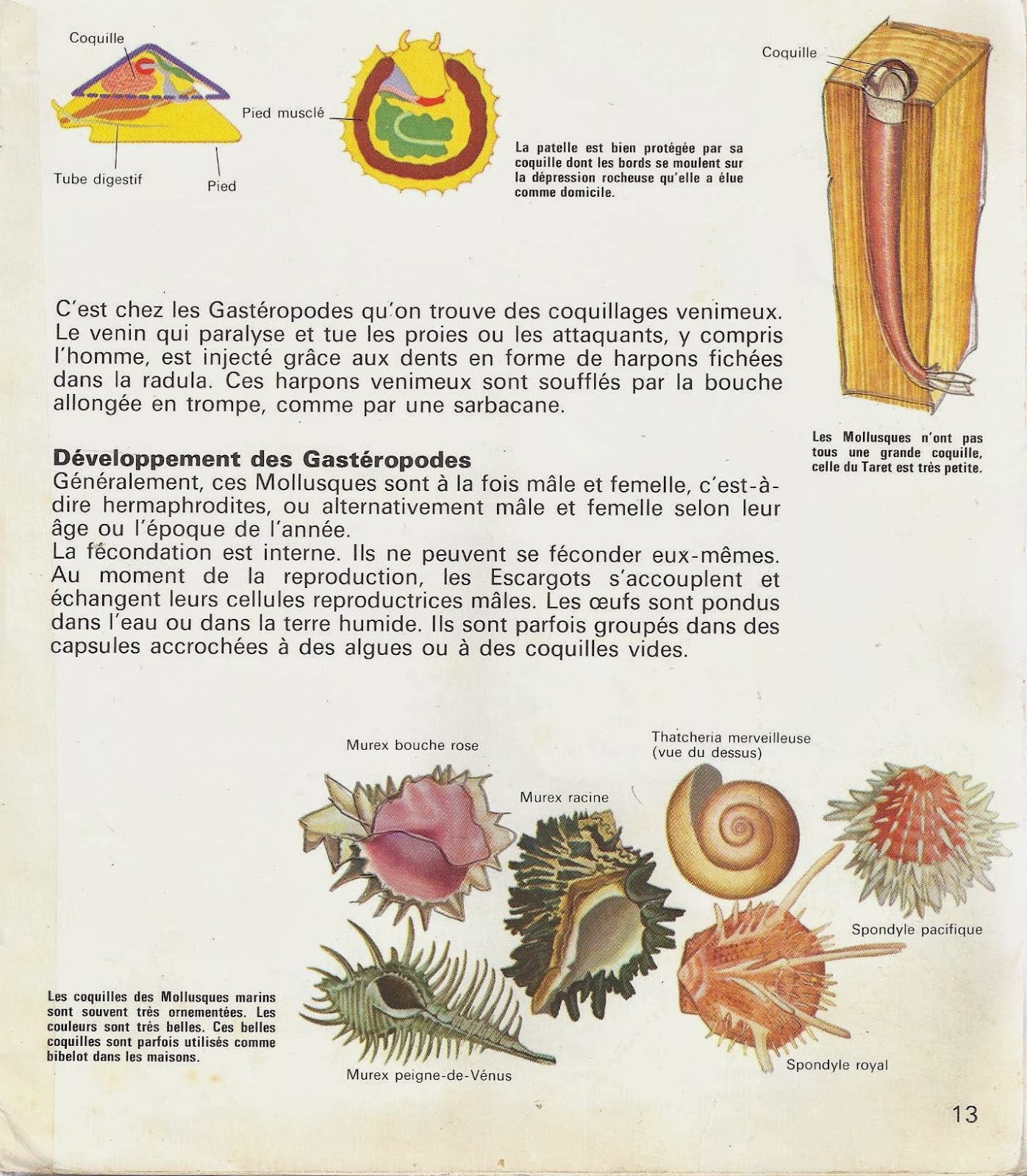 Leçons de choses: Mollusques et crustacés