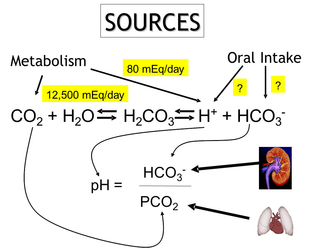 Tutor's Notes - CV/Pulm/Renal 2011 UNM SOM: April 19 Lectures