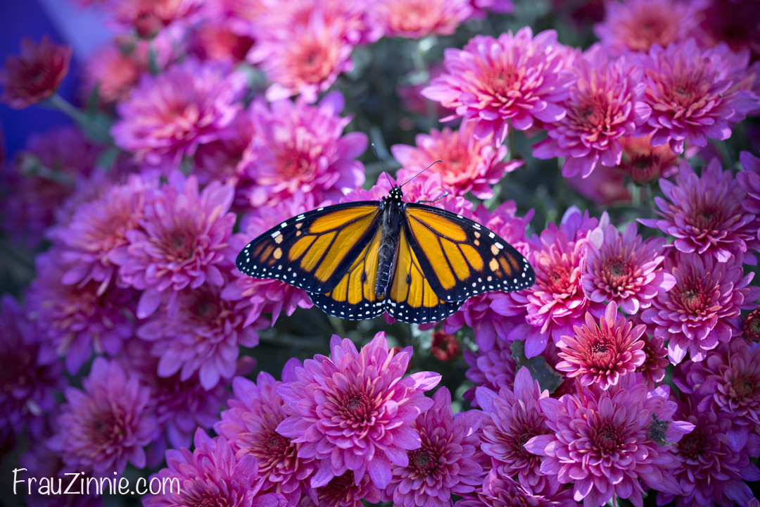 Pretty Monarch Butterfly