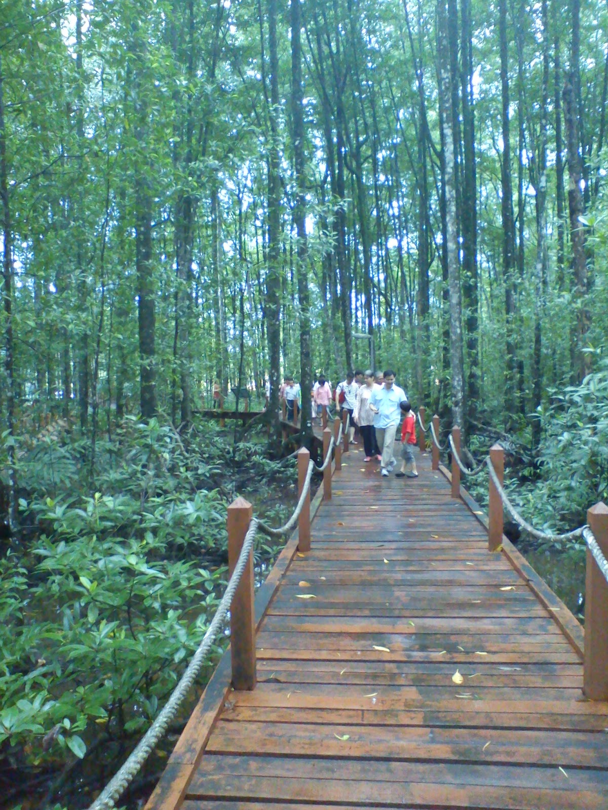 KUALA SEPETANG ECO TOURISM Matang Mangrove Forest Reserve Tour, Bird ...