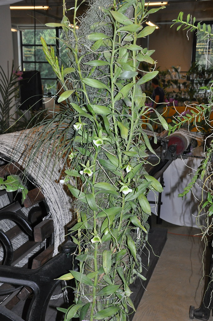 Angraecum eichlerianum orchid plant care and culture | Travaldo's blog