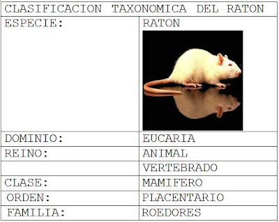 welcome!!!!!!: EJEMPLO DE CLASIFICACIÒN DEL RATÒN