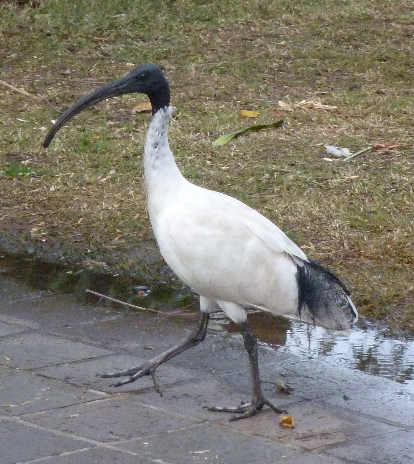 Kiki's European Adventure: Aussie Birds