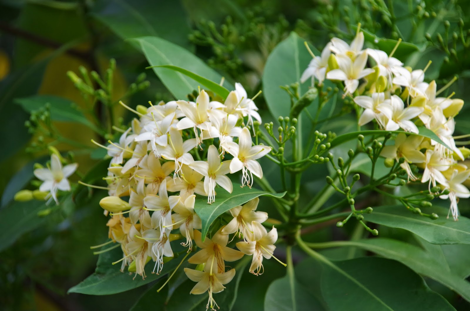 Trees and Plants: Tembusu