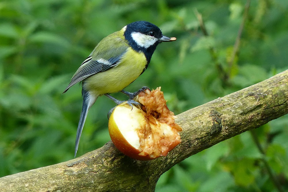 Feathers Birding Blog: Beak deformities in garden birds