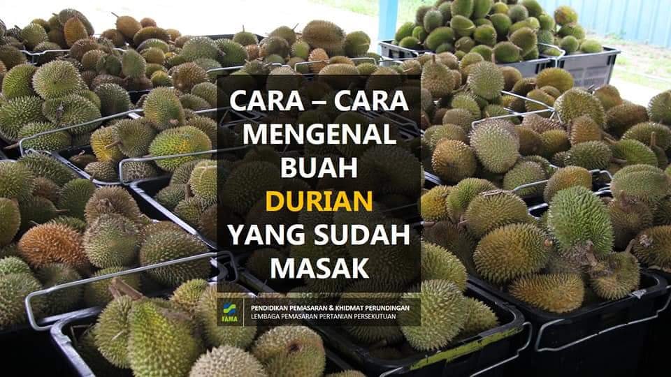 4 Cara Nak Tahu Durian Yang Dibeli Itu Sudah Masak Cantik Dan Sedia Dimakan
