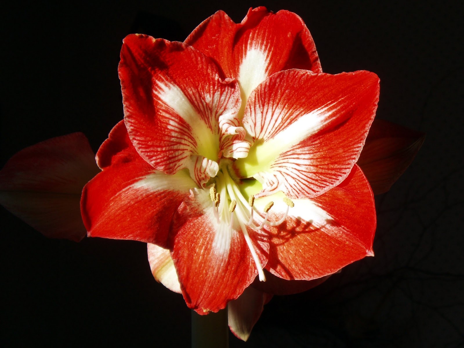 Flowers & Planets: Red Amaryllis