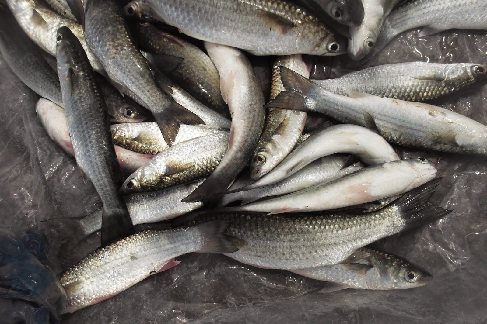 NEGOMBO SEAFOODS: GODAYA