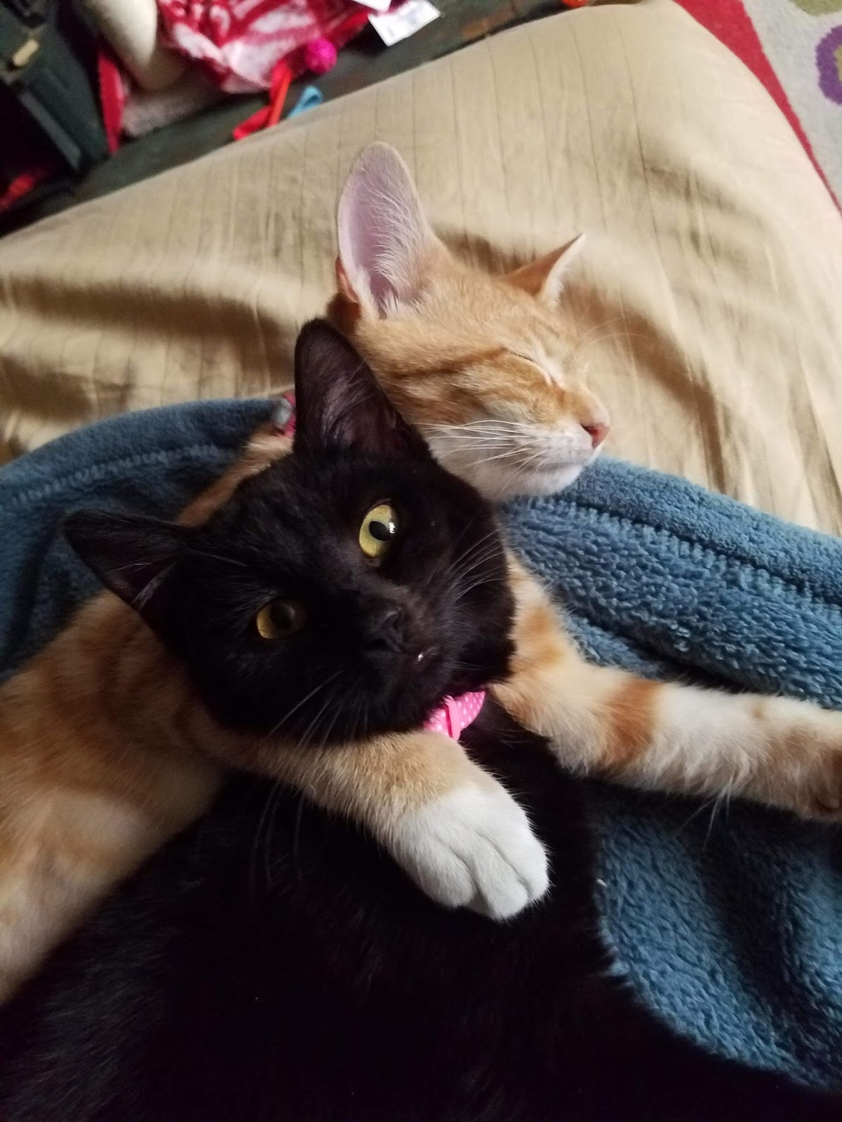 Funny cats - part 244 (40 pics + 10 gifs) | Amazing Creatures