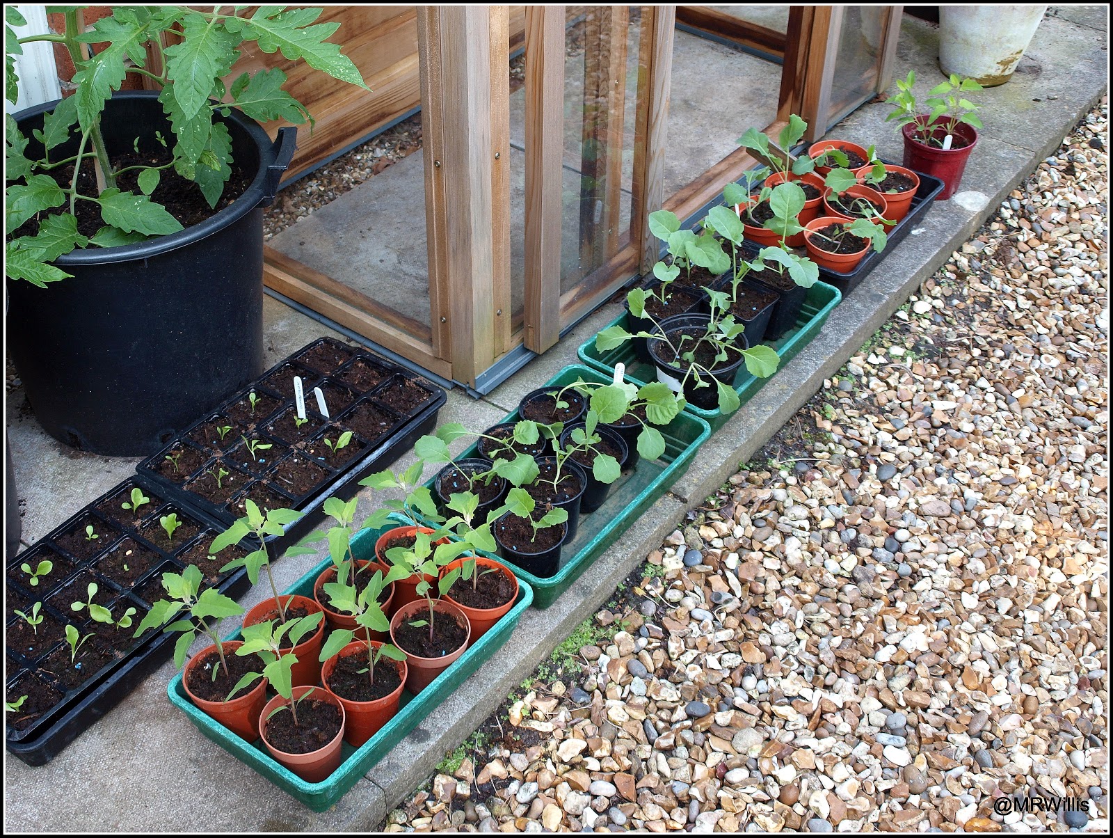 Mark's Veg Plot: A time of 'potential'