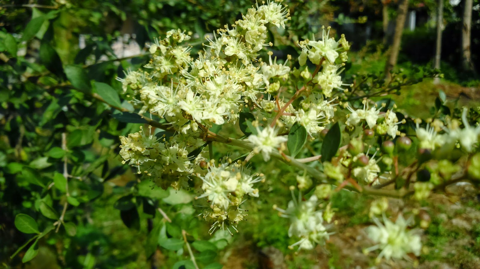 pokok bunga inai merah - Ralph Mata