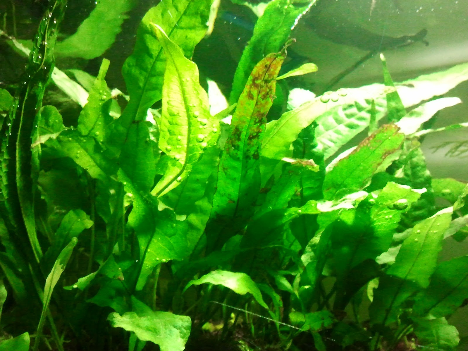 It's All About Aquascaping!: Plants For Sale