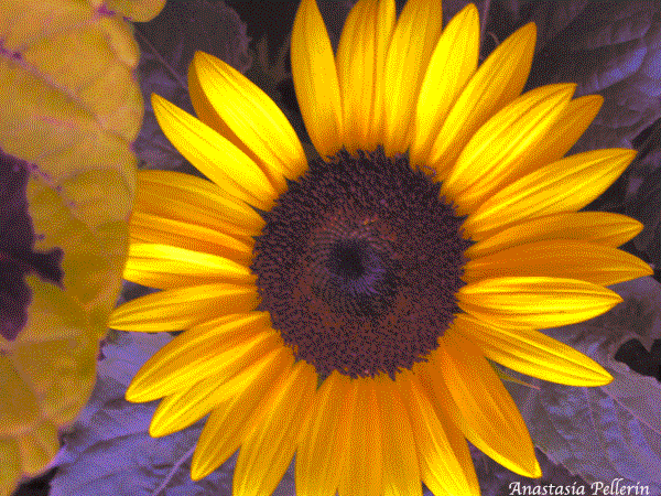 Art + Music: twelve sunflower animations + accompanying art