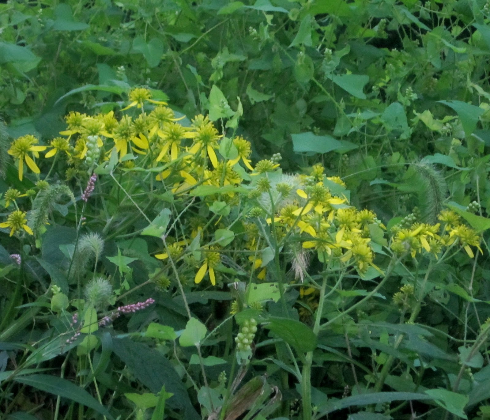 WeedsNWildflowers: Wingstem, Yellow Ironweed - Verbesina alternifolia