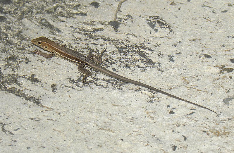 Ophidiophilia: Antigua: Land of the Lost (Snake)