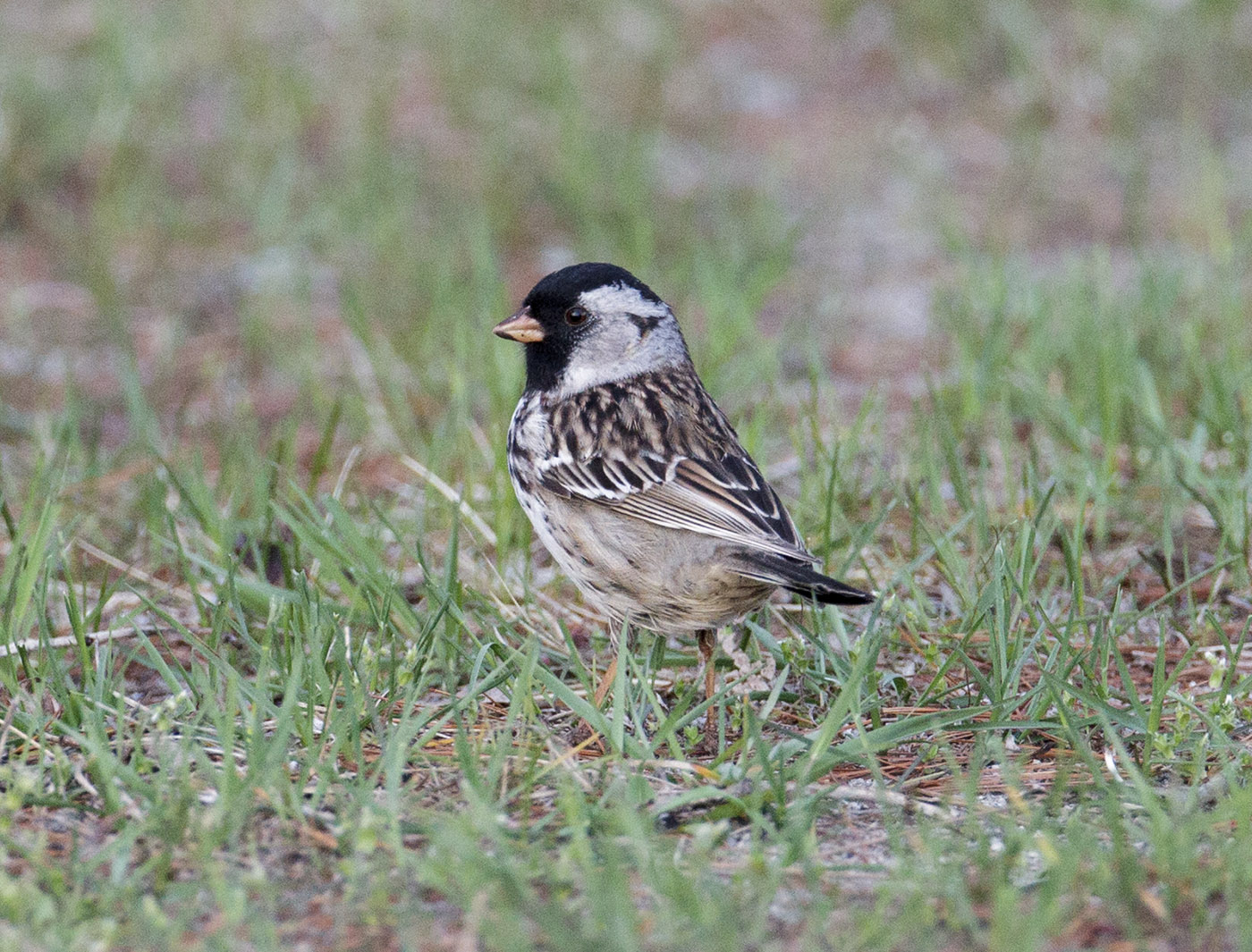 pewit: Harris's Sparrow