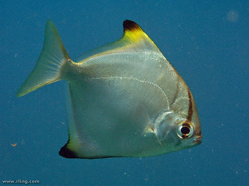 Ikan Mono atau Monodactylus argenteus - Dunia Akuarium