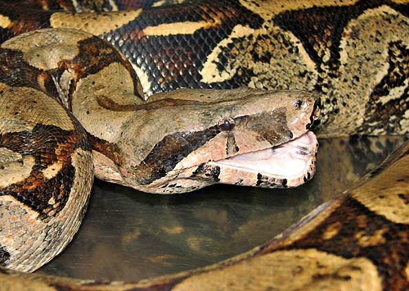 PAISAGENS NATURAIS - VIDA SELVAGEM ANIMAL: Gibóia Africana