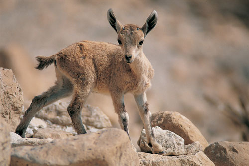 Alpine ibex | The Life of Animals