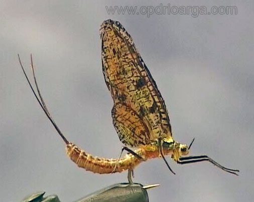 Bem-vindo ao Mundo de Animais: Efêmera