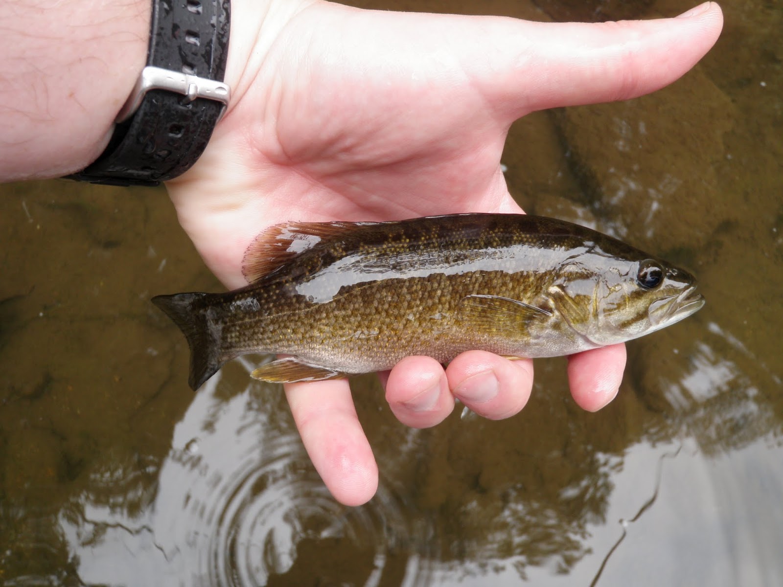 Tenkara on the Fly: 8/14/11 - 8/21/11