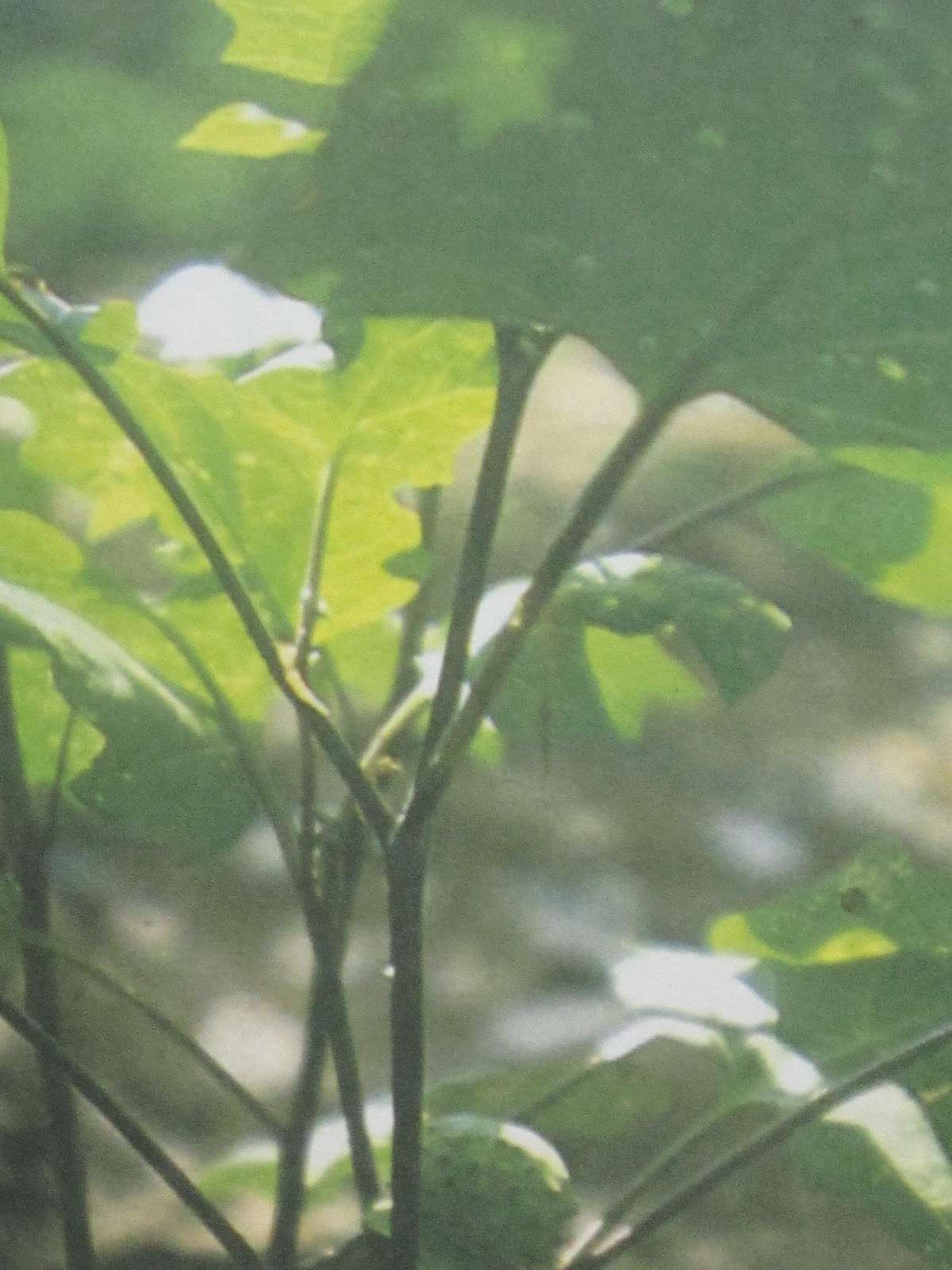 herbal leaves, herbal medicine plants and treatments: December 25, 2011