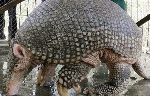 Animales en Vias de Extincion - Lucas Suarez: Animales en peligro de ...