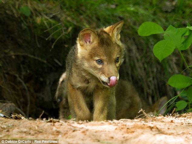 White Wolf : Adorable coyote pups learn to make their eerie signature ...