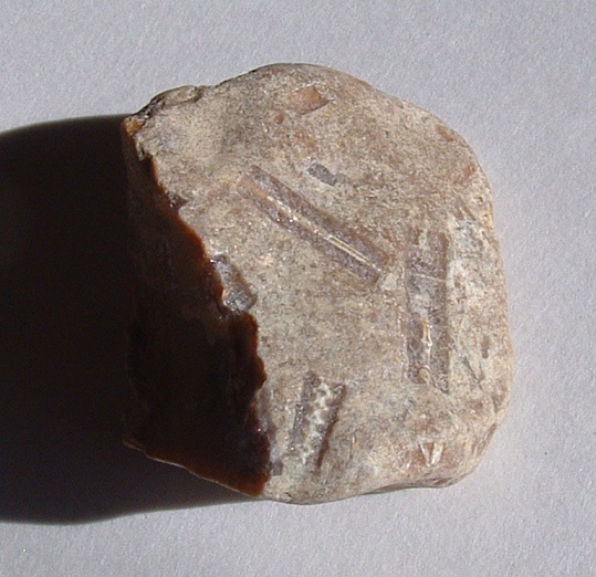 Louisiana Gravel Fossils and Agates: quartz crinoids in rock