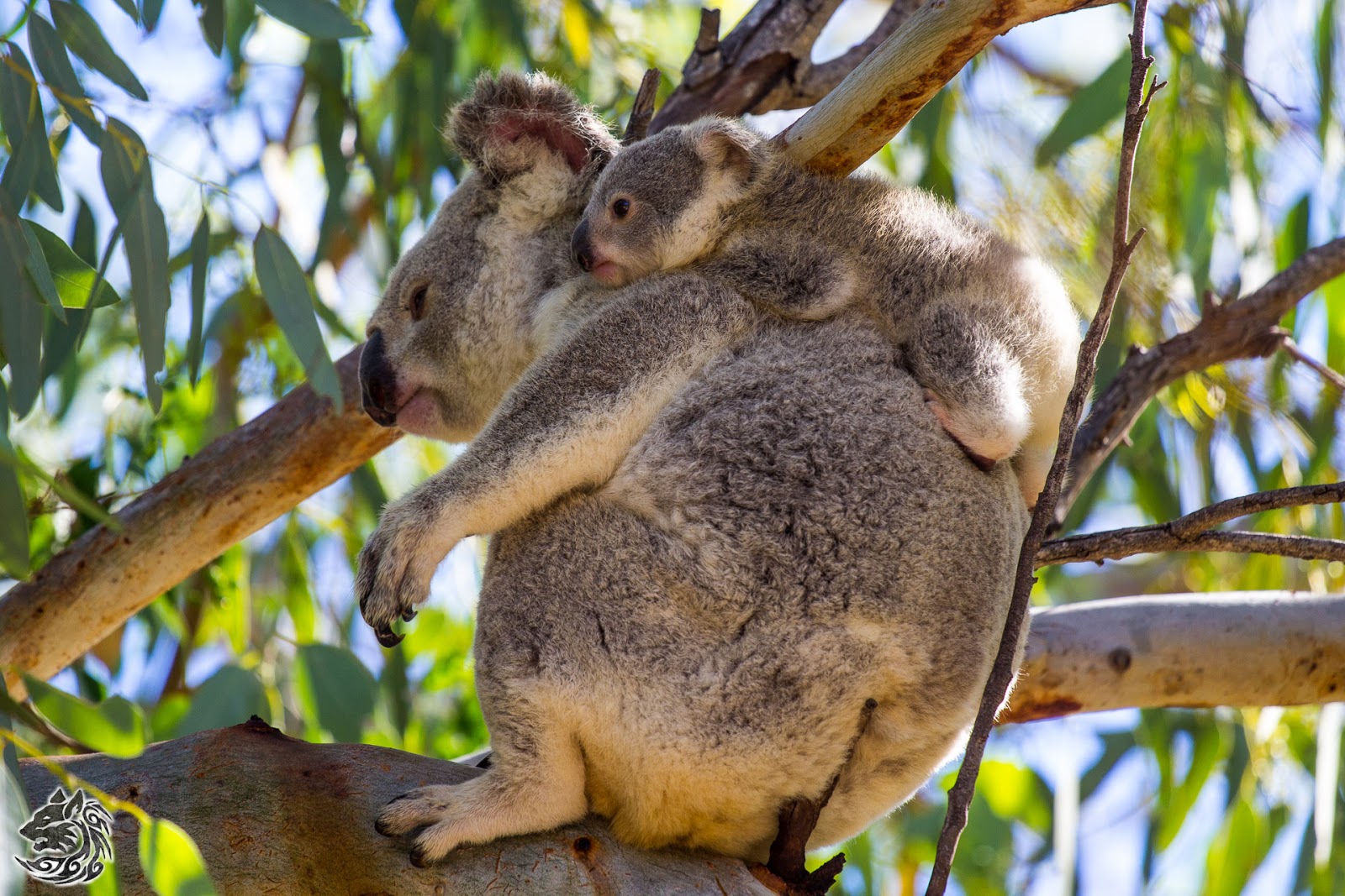Koalas